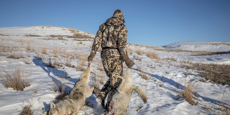 Predator Hunting and the Ultimate Predator Gun