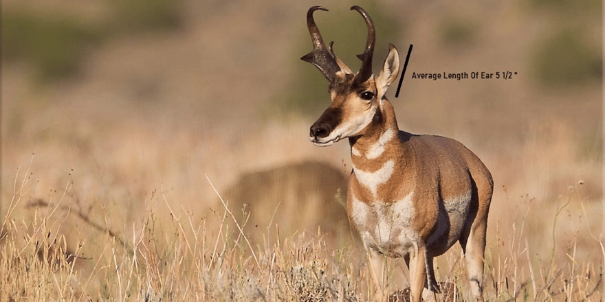 Get Back to the Basics | Antelope Depredation Hunt