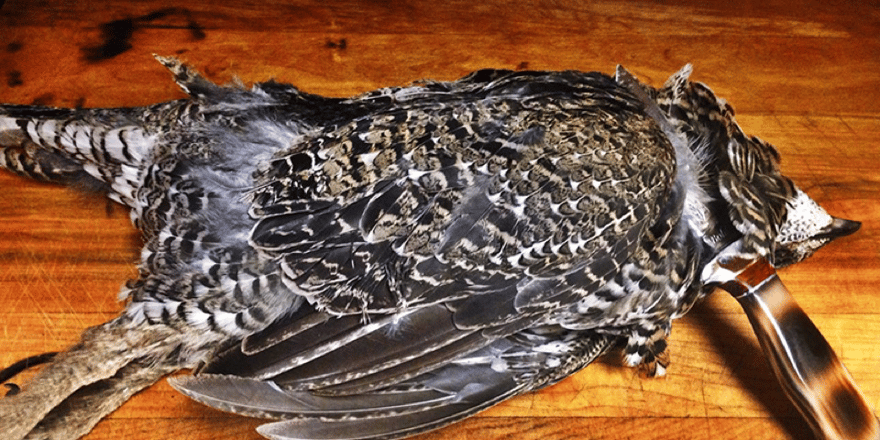 Should You Use Slugs, Birdshot, or Buckshot for Home Defense?