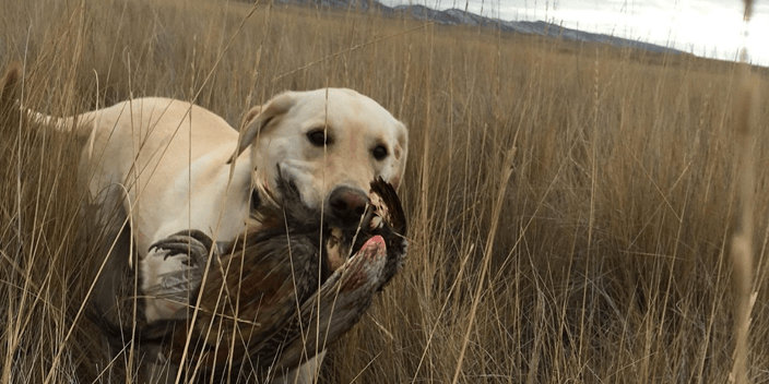 Series Overview – 464 Lever Action Centerfire Rifles