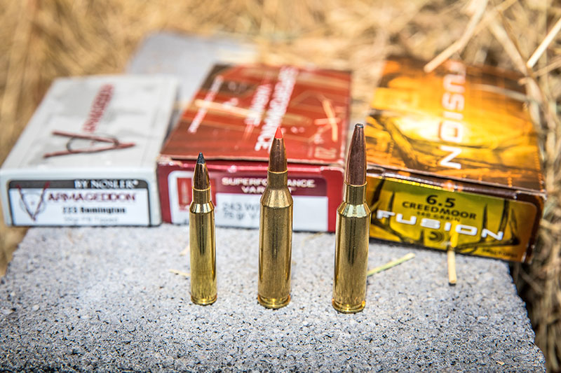 Tips for a Guaranteed Successful Predator Hunt