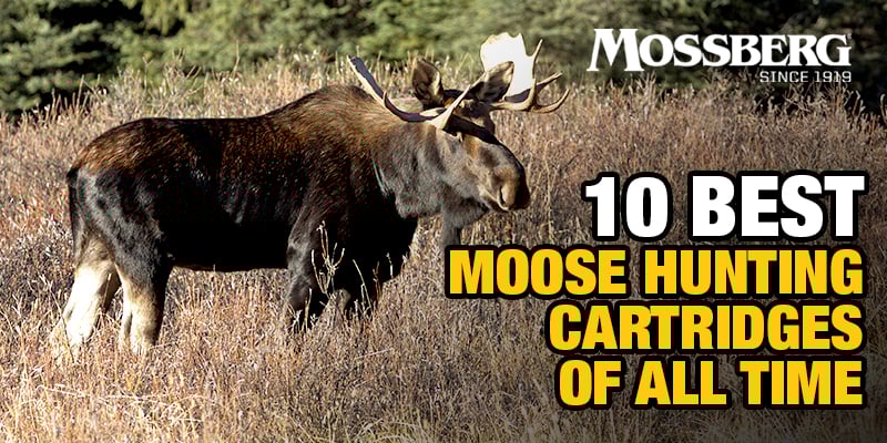10 Best Moose Hunting Cartridges of All Time