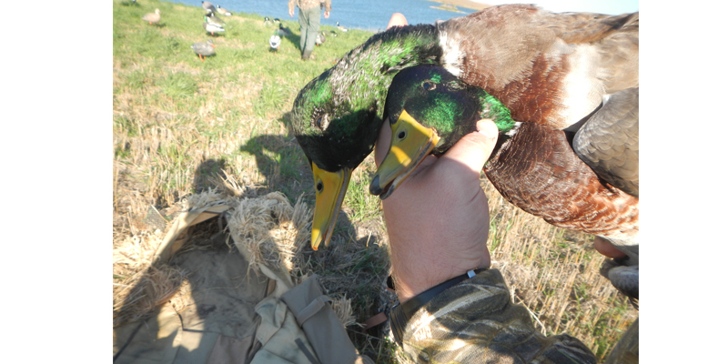 Top 5 Duck Hunting States for Mallard Maniacs