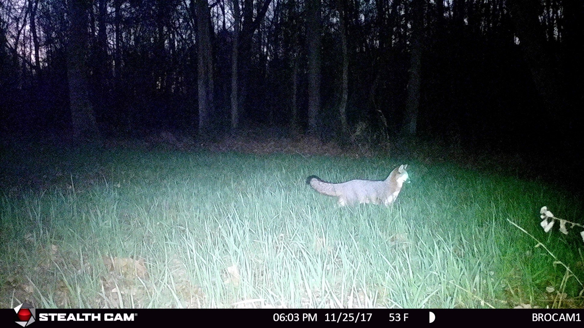 Using Trail Cameras for Taking Predator Inventory