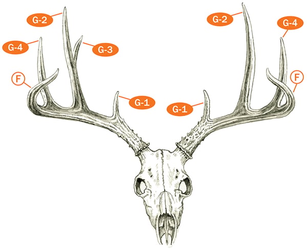 Quick Tips To Field Judge Your Mule Deer