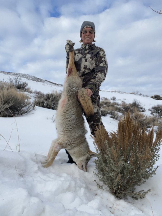 8 Reasons Coyotes Should Be Hunted