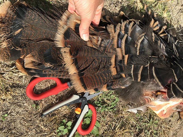 Fall Turkey Hunting Tips for Beginners