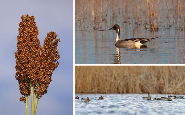 Food Plots: How To Get Started And Plant Successfully
