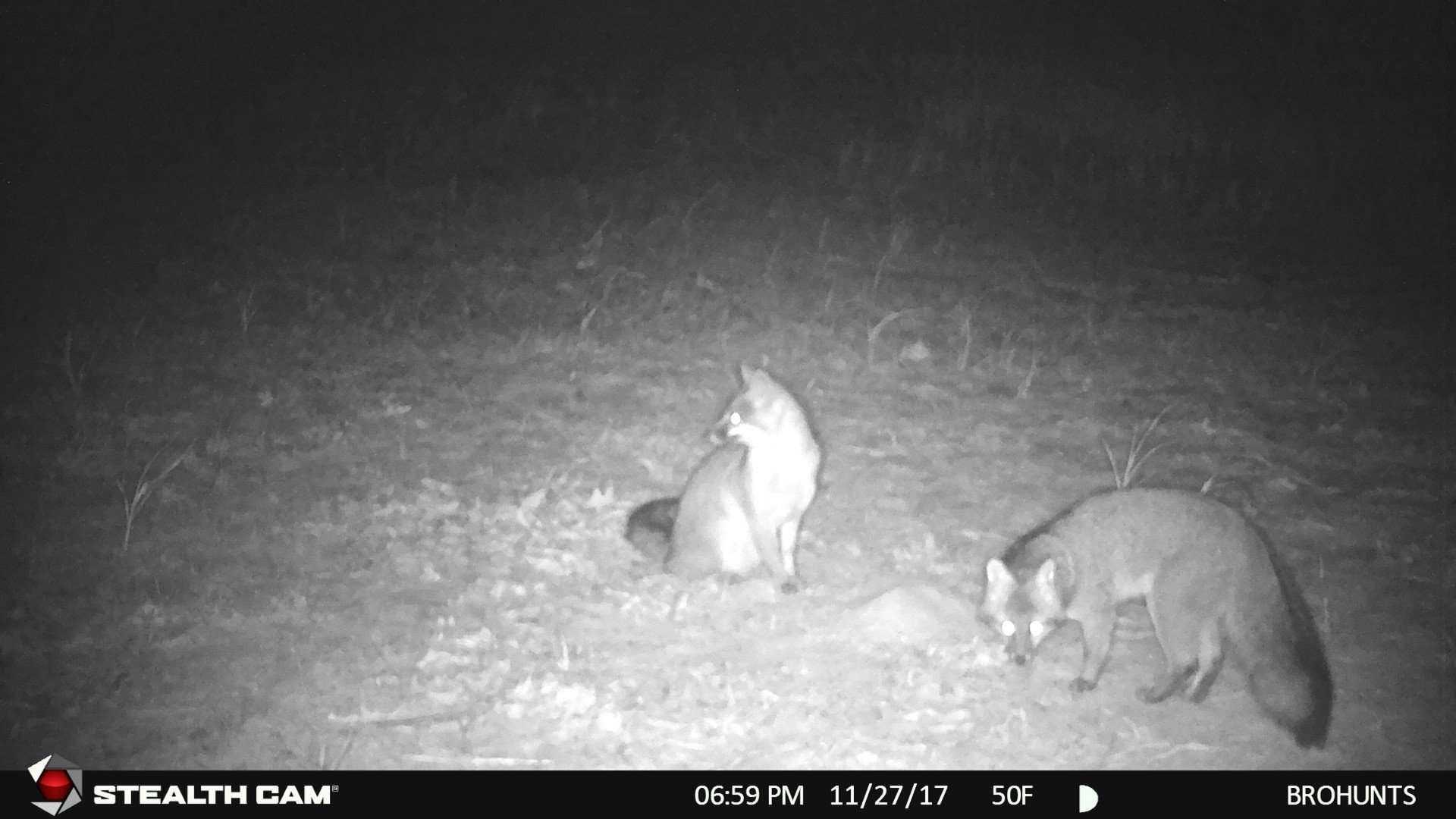 Using Trail Cameras for Taking Predator Inventory