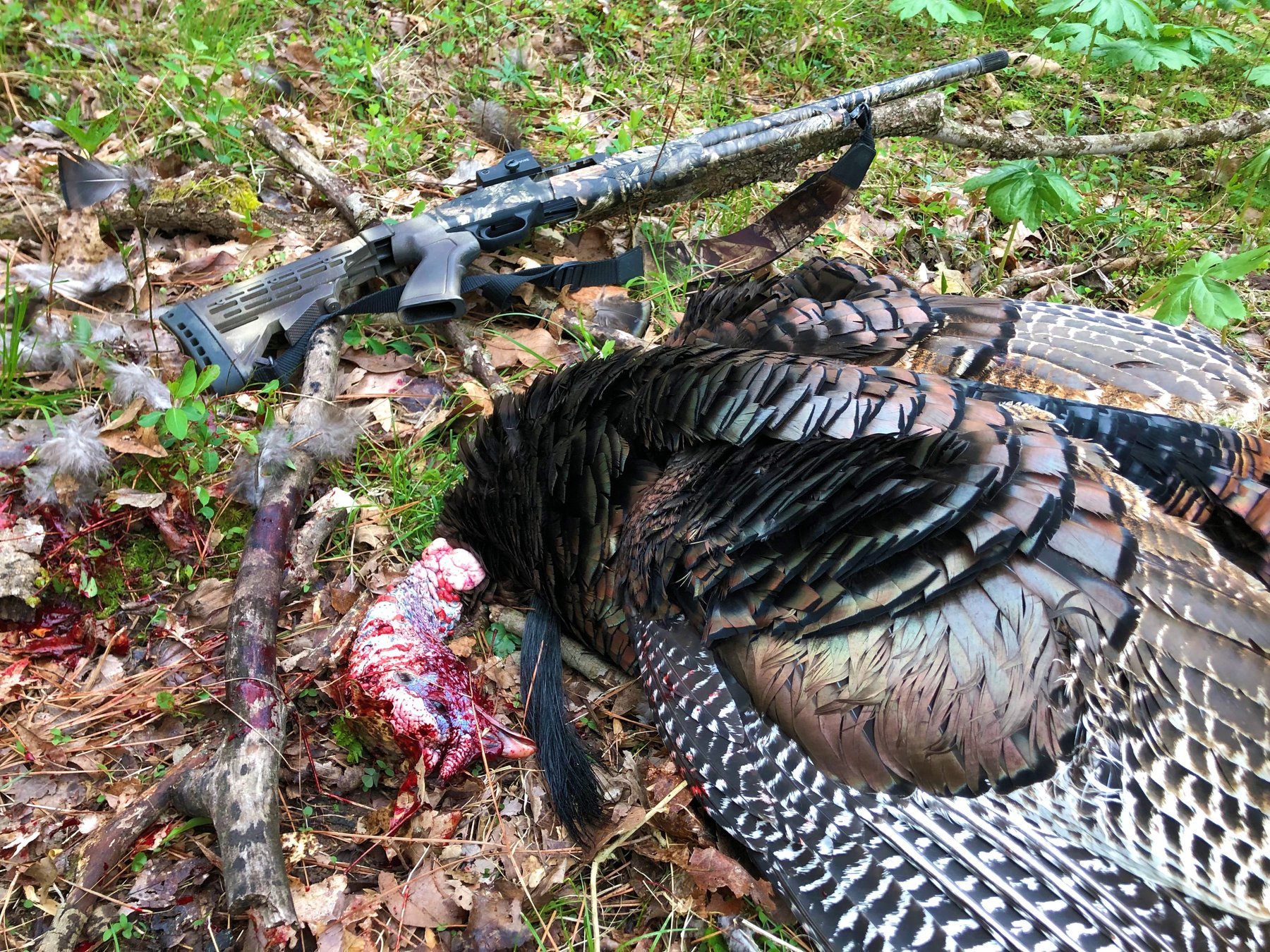 Is the .20 Gauge the New Perfect Turkey Gun?