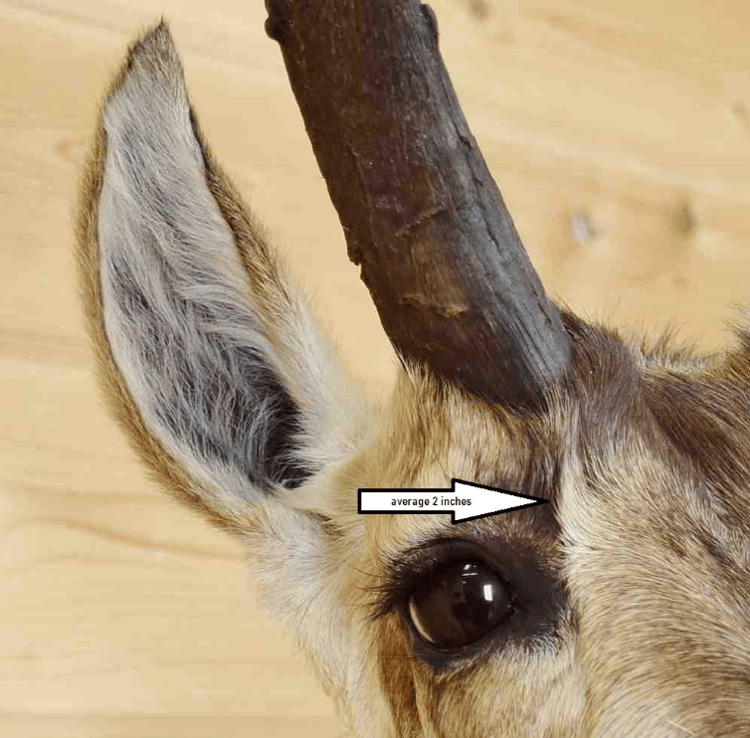 Quick Guide To Field-Judging Pronghorn