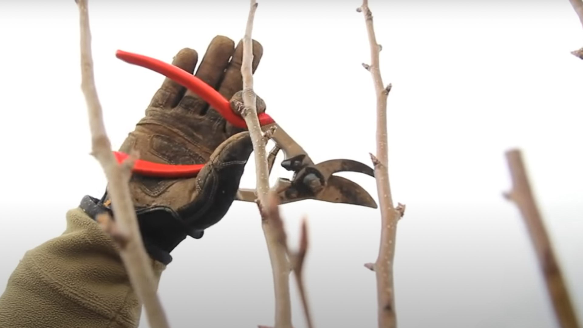 Planting Trees for Whitetail Deer: Plant Now, Benefit Later