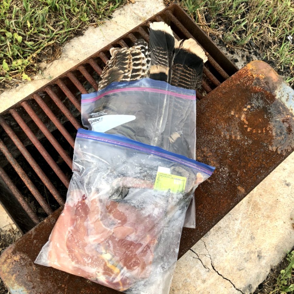 Quick Steps for Field Dressing a Turkey