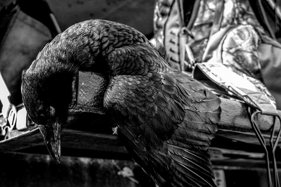 Crow Hunting: Don't Put the Shotgun Up Just Yet