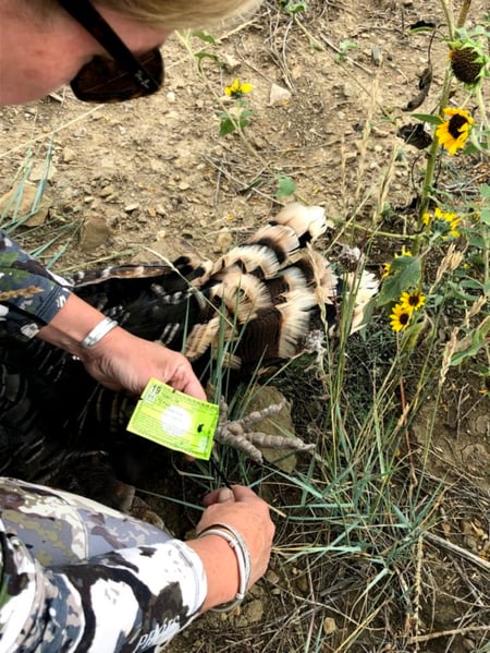 Quick Steps for Field Dressing a Turkey