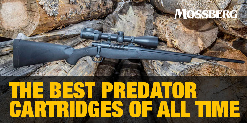 10 Best Moose Hunting Cartridges of All Time