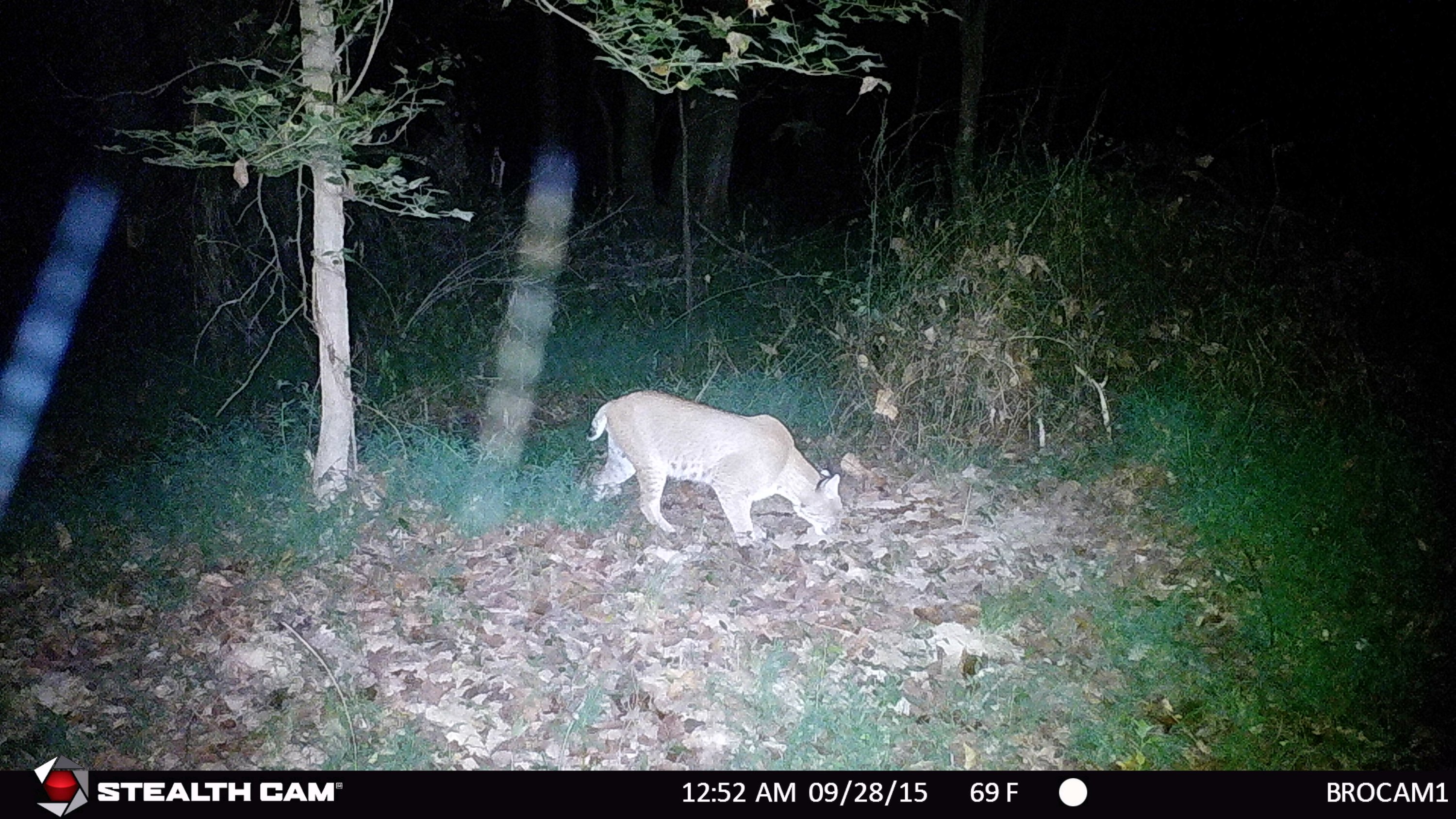 Using Trail Cameras for Taking Predator Inventory