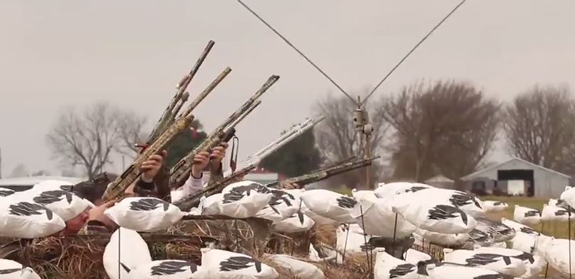 Hunting Spring Snow Goose