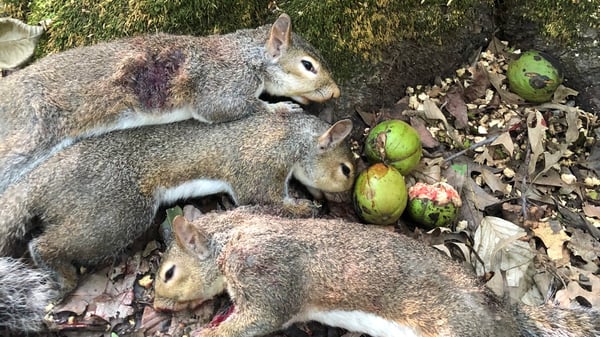 Squirrel Hunting with the .410 Shotgun