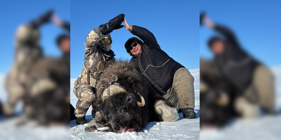 An Incredible Musk Ox Hunt