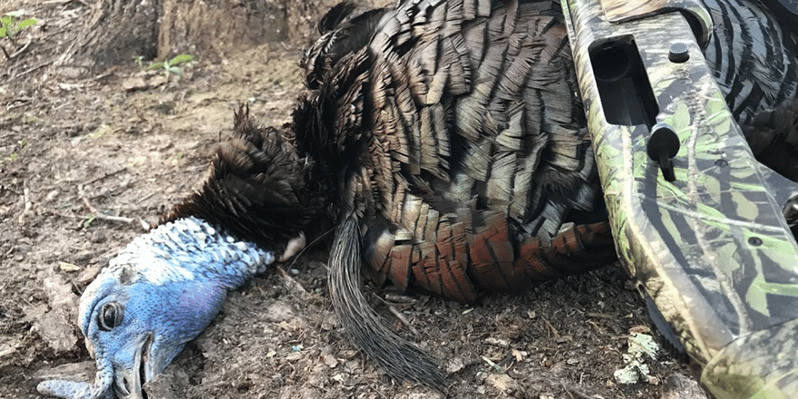 Turkey Hunting Hung Up Toms – Mossberg's Rugged American Hunter