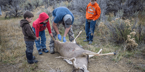 Quick Tips To Field Judge Your Mule Deer