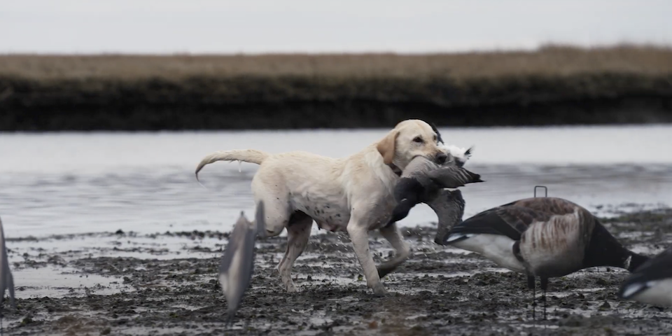 8 Great Cartridges for Bear Hunting