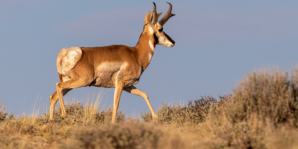Quick Guide To Field-Judging Pronghorn