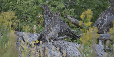 The Mossberg Journal | Kirstie Pike