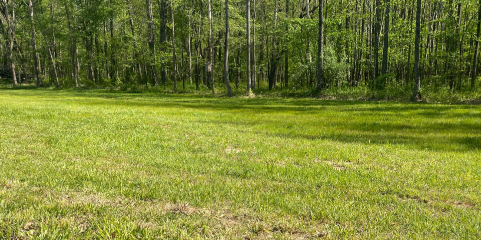 A Complete Guide to Creating Food Plots for Waterfowl