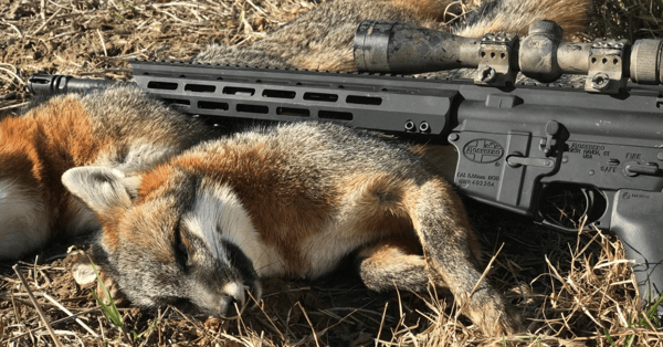Predator Hunting: Doubling Down on Gray Fox