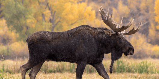 8 Great Cartridges for Bear Hunting