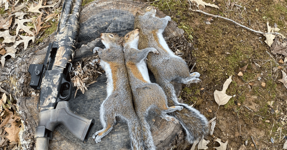 Squirrel Hunting Tactics