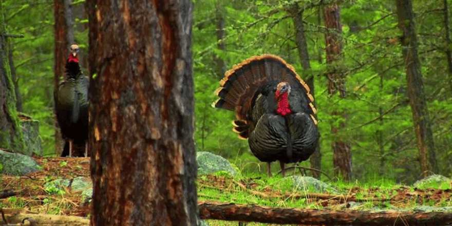 Is the Ultimate Turkey Gun Possible?