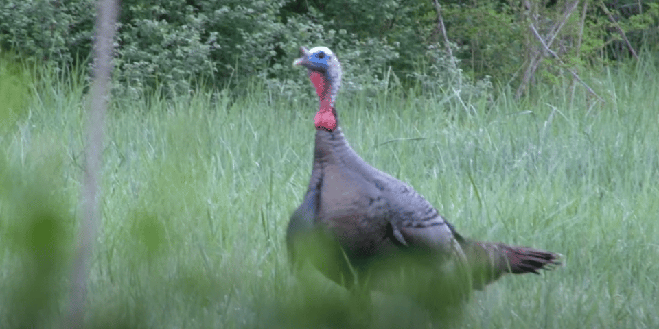 The Mossberg Journal | How-To's