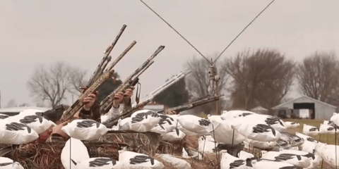 Tips from the Goose Pit